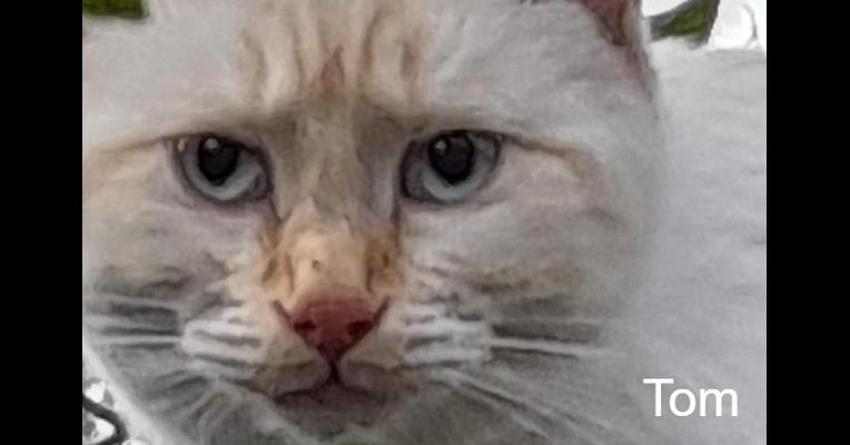 Tom - Cat Miaou - Animal Webaction