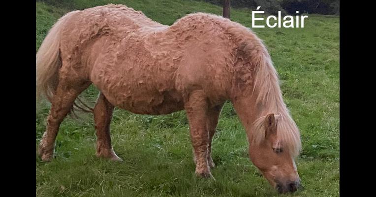 Éclair - Espoir au Galop - Animal Webaction
