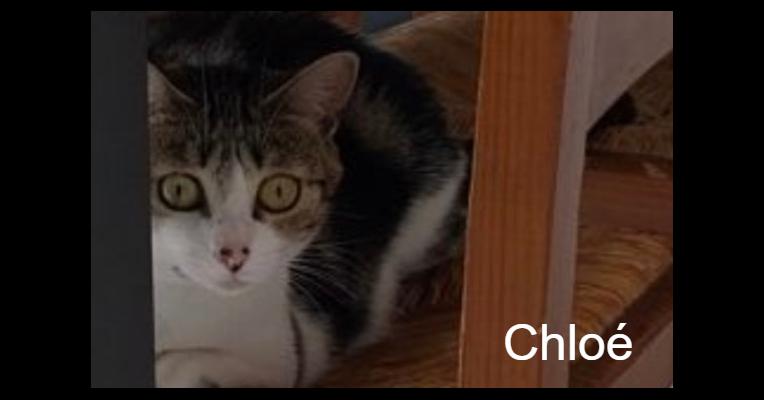 Chloé - Association des Chats Camarguais - Animal Webaction
