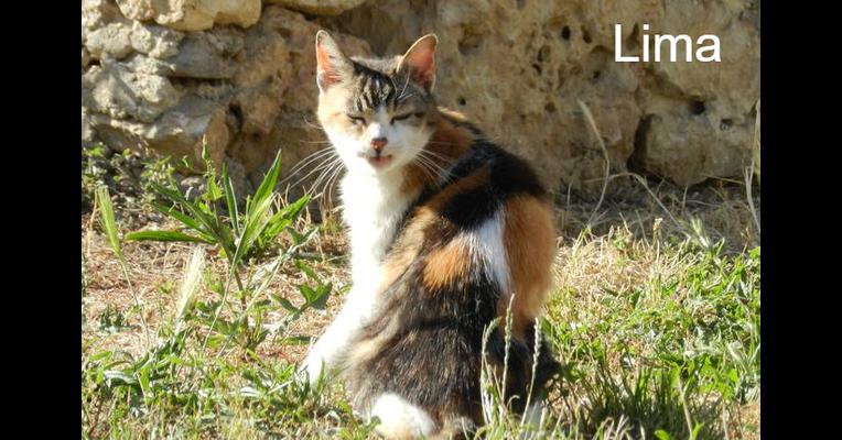 Lima - Chat Qu' un Son Toit 86 - Animal Webaction