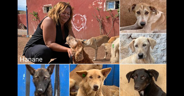SOS 120 chiens Maroc - AHPPAE - Animal Webaction