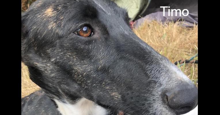 Timo - Espoir au Galop - Animal Webaction