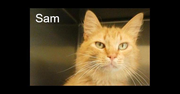 Sam - ANIMAL ATTITUDE - Animal Webaction