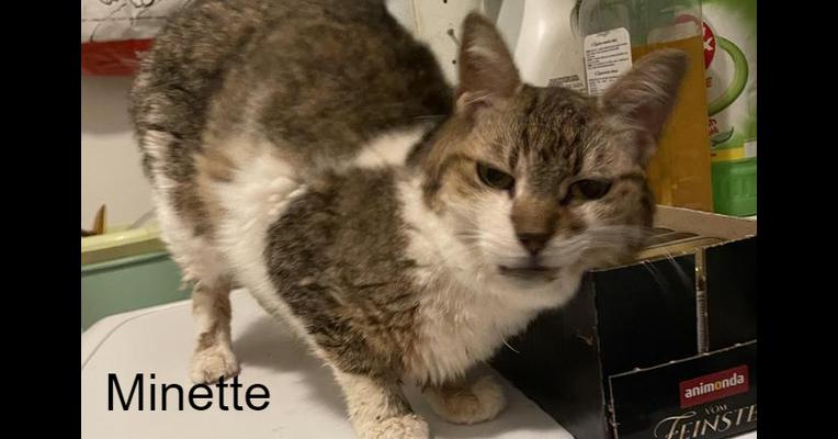 Minette - APATE - Animal Webaction