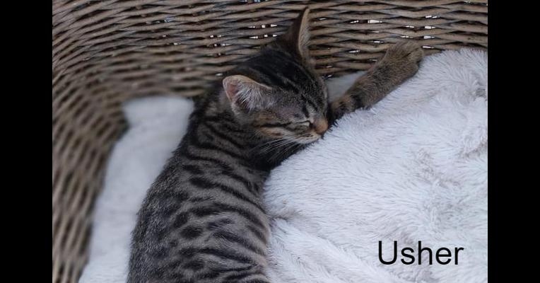 Usher - SOS Chat 93 - Animal Webaction
