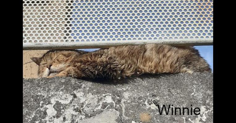 Winnie - Association Chat-Py' - Animal Webaction