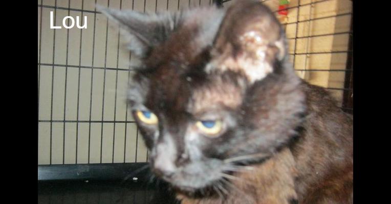 Lou - Au Bonheur des Chats Libres - Animal Webaction