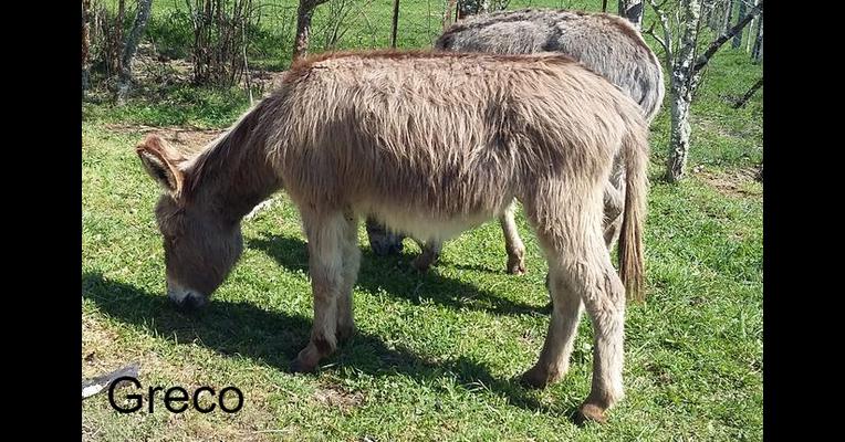 Greco - ADADA - Animal Webaction