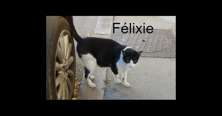 Félixie - Les chats Port-Saint-Louisiens - Animal Webaction