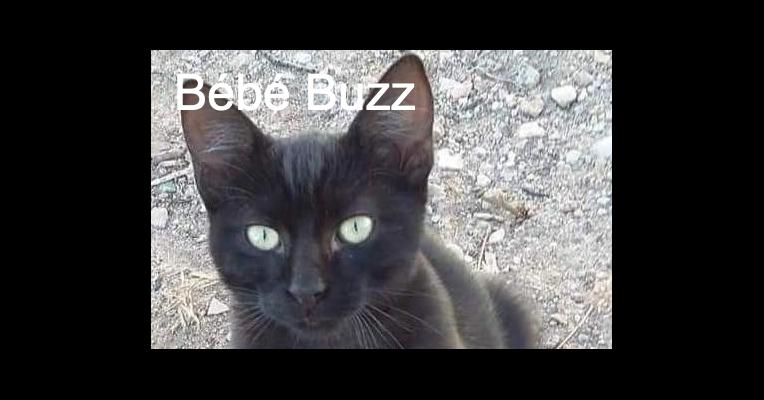 Bébé Buzz - Délai raccourci - Les Chats-Pitresdelavi-Ste - Animal Webaction