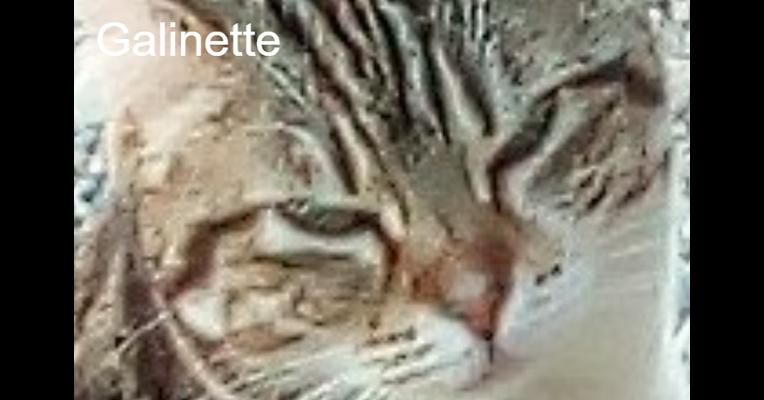 Galinette - Shortened deadline - 4 Pattes 30 - Animal Webaction