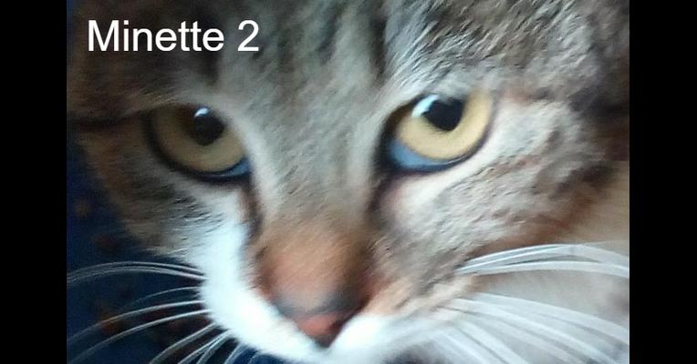 Minette 2 - Shortened deadline - 4 Pattes 30 - Animal Webaction