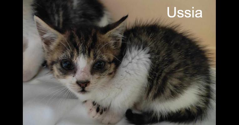 Ussia - Les Chats de la Rue - Animal Webaction