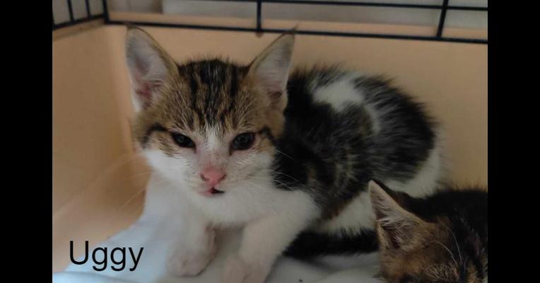 Uggy - Les Chats de la Rue - Animal Webaction