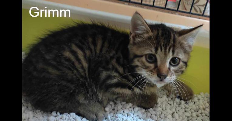 Grimm - Les Chats de la Rue - Animal Webaction