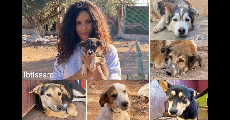 Urgence chiens du Maroc - Help Adopt Moroccan Animals - Animal Webaction