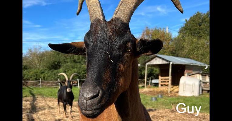 Guy - 4 Sabots et un Fer - Animal Webaction