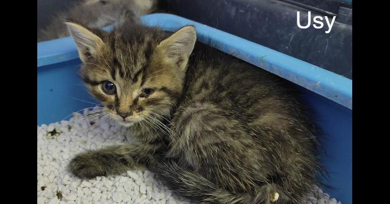 Usy - Les Chats de la Rue - Animal Webaction