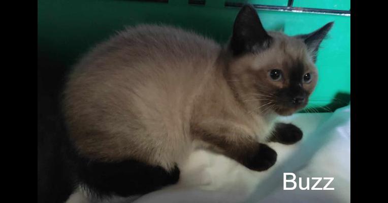 Buzz - Les Chats de la Rue - Animal Webaction