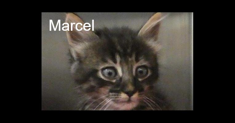 Marcel - ANIMAL ATTITUDE - Animal Webaction