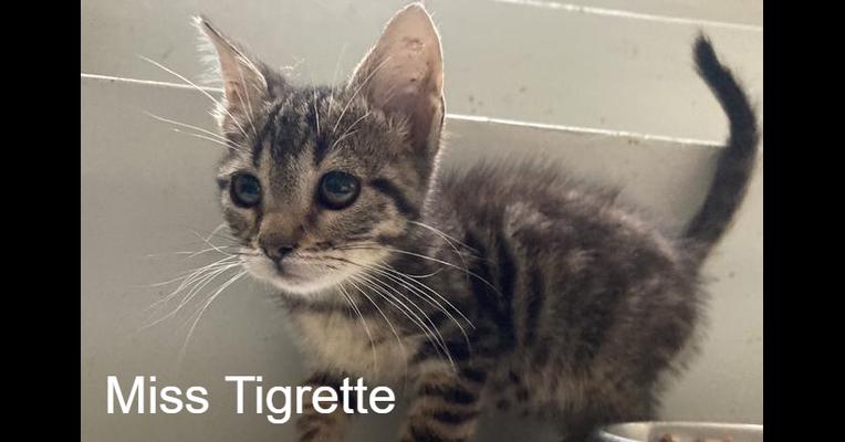 Miss Tigrette - Association C.A.T.S. Chat Animal Terrien Solidarité ...