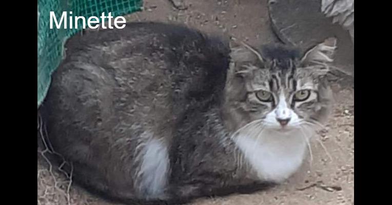 Minette - Les Amis de Samantha - Animal Webaction