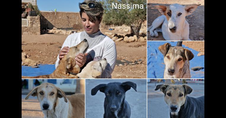 SOS chiens des rues du Maroc - 4 Pattes Mogador - Animal Webaction