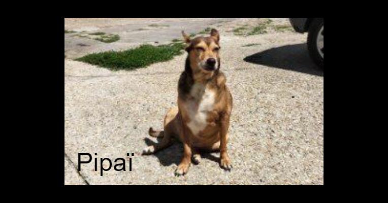 Pipaï - AVRAH - Animal Webaction