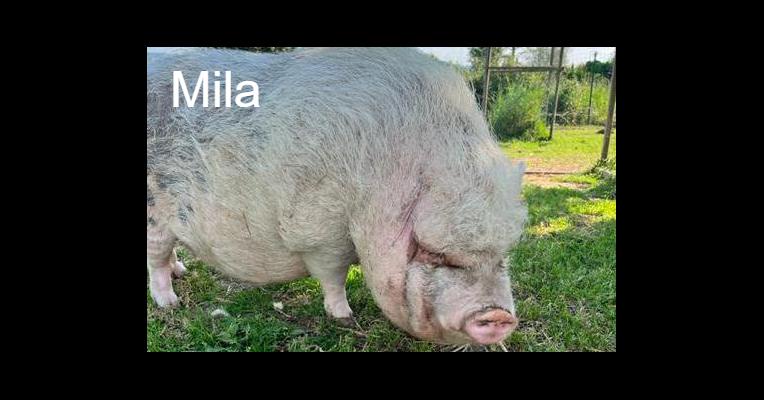 Mila - Refuge du Poil à la Plume - Animal Webaction