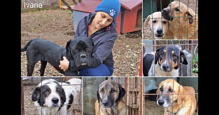 Emergency 215 dogs North Macedonia - Civic Initiative Kane Korzo Skopje ...