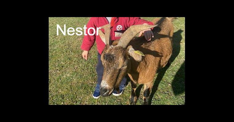 Nestor - Refuge du Poil à la Plume - Animal Webaction
