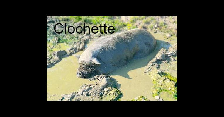 Clochette - Refuge du Poil à la Plume - Animal Webaction