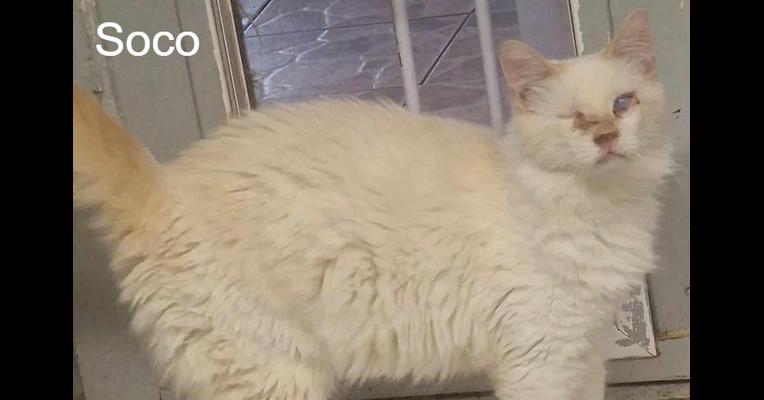 Soco - Dans les yeux de Leo - Animal Webaction