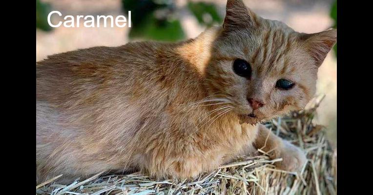 Caramel - Dans les yeux de Leo - Animal Webaction