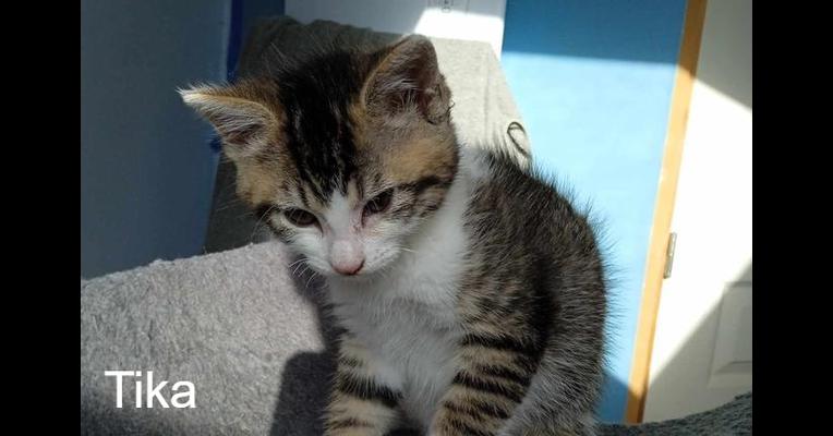 Tika - Stérilcat 80 - Animal Webaction