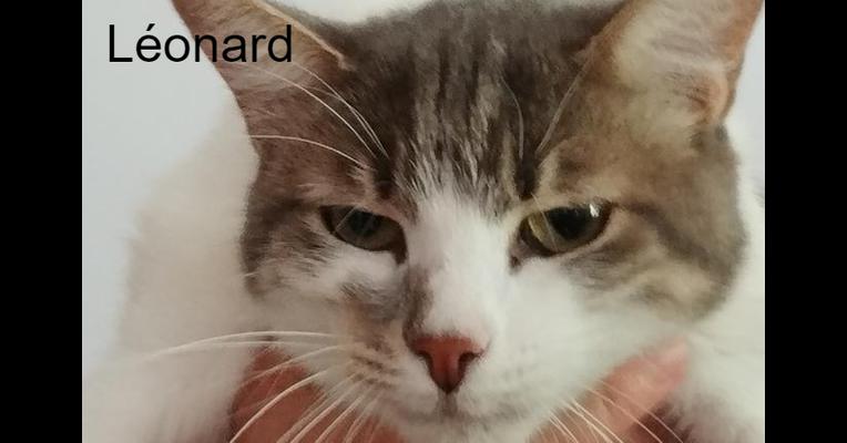 Léonard - Cat Miaou - Animal Webaction
