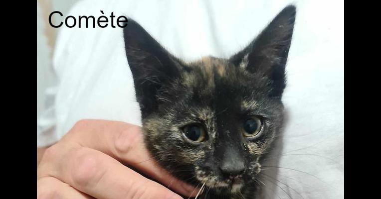 Comète - Stérilcat 80 - Animal Webaction