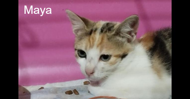 Maya - Cat Miaou - Animal Webaction