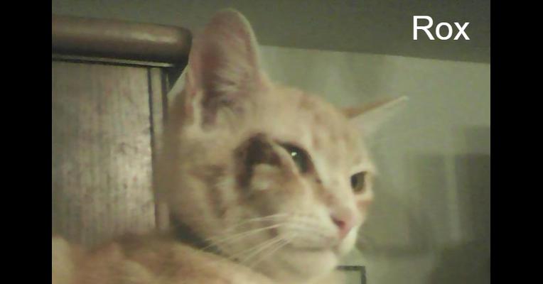 Rox - Adoption Féline Estuaire - Animal Webaction