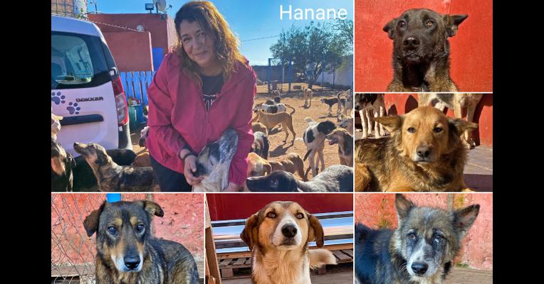 SOS 120 chiens Maroc - AHPPAE - Animal Webaction