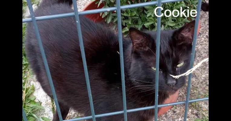 Cookie - A Pas De Chats - Animal Webaction