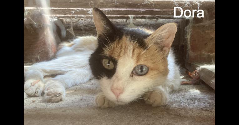 Dora - STREET CATS - Animal Webaction