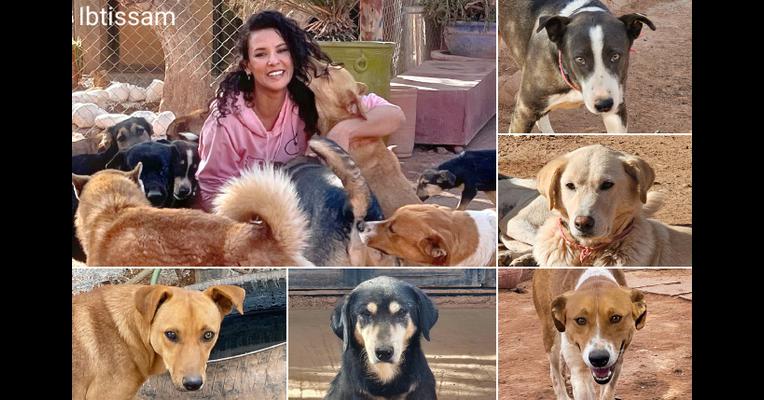 SOS dogs of Morocco - Help Adopt Moroccan Animals - Animal Webaction