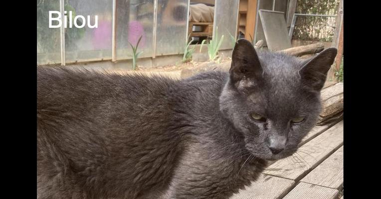 Bilou - STREET CATS - Animal Webaction