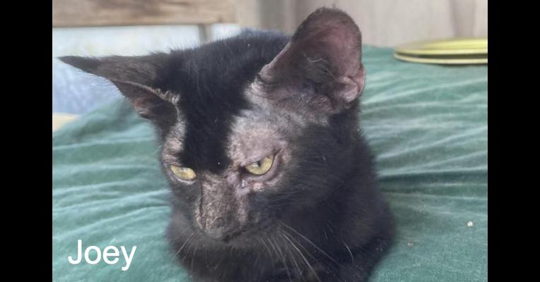 Joey - STREET CATS - Animal Webaction