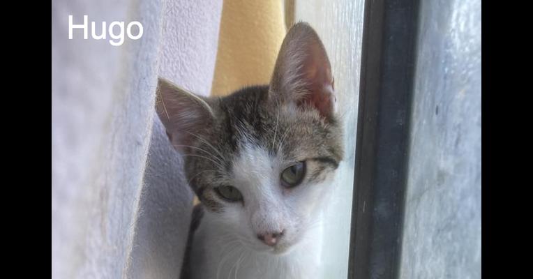 Hugo - STREET CATS - Animal Webaction