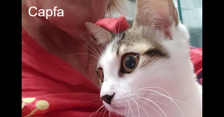 Capfa - La Patte de l'Espoir 75 - Animal Webaction