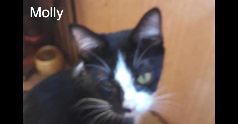 Molly - Chats Oubliés - Animal Webaction