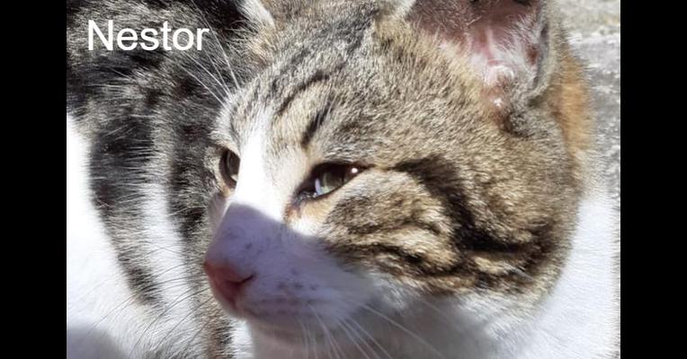 Nestor - APAHC - Animal Webaction