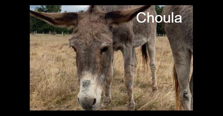 Choula - ADADA - Animal Webaction